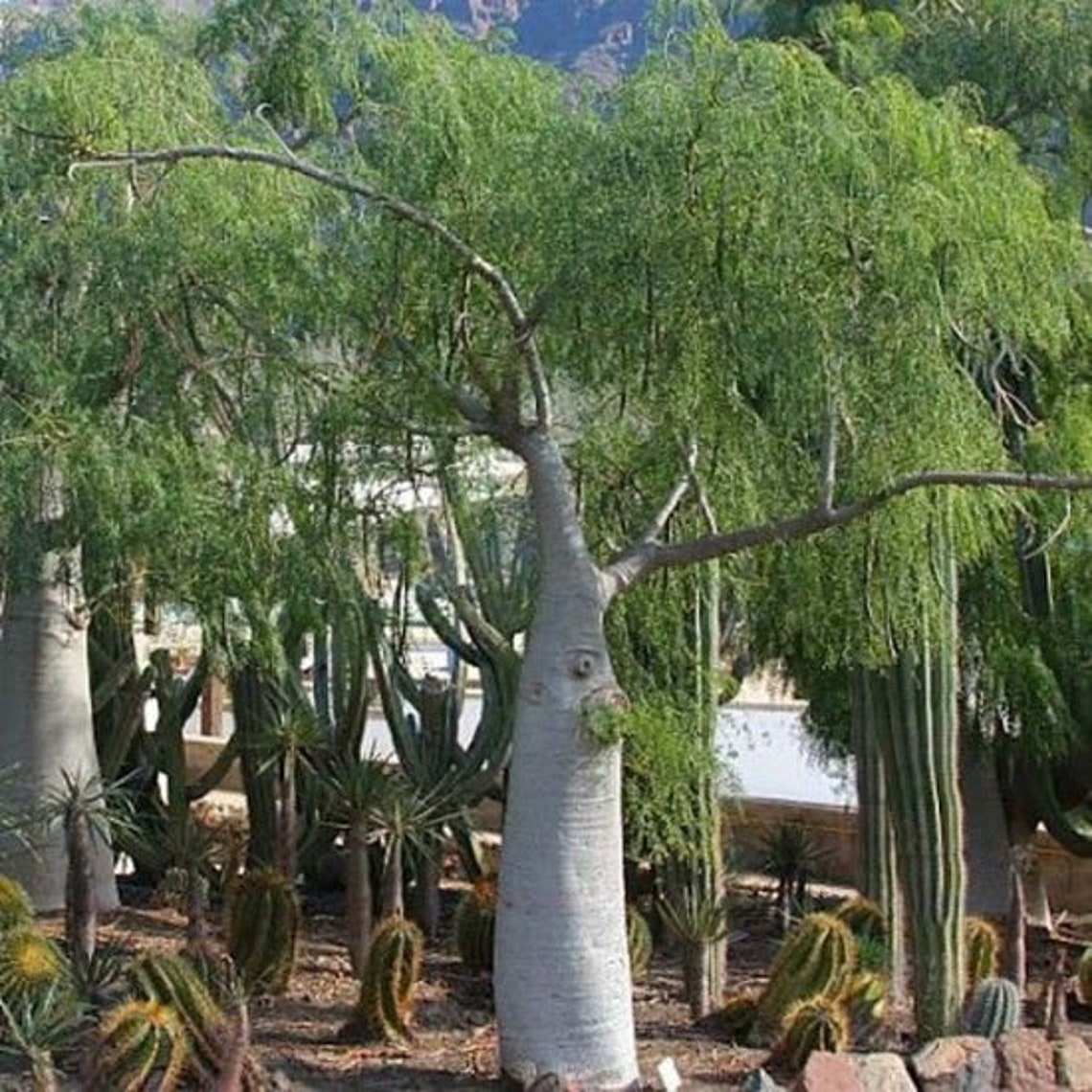 5 Moringa Drouhardii Seeds . Bottle Tree Seeds Stone Size - Etsy Canada