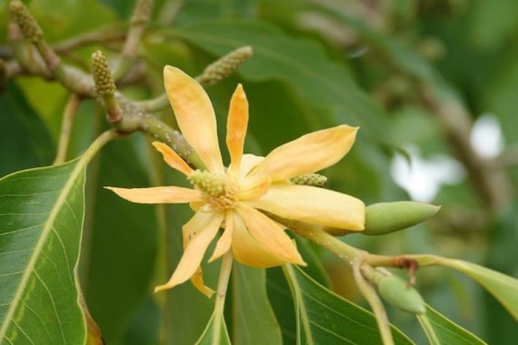 100 Michelia Champaca Seeds Fragrant Champaca Seeds Golden | Etsy Canada