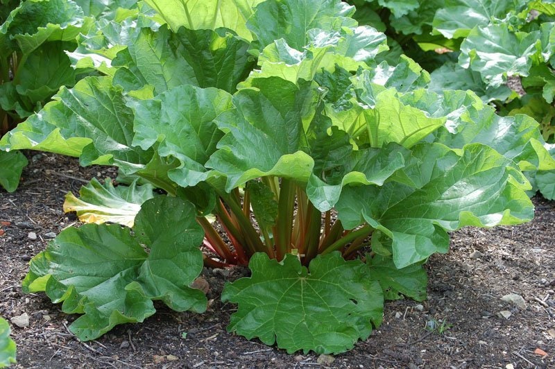 300 Rheum Emodi Seeds Rheum Australe Seedshimalayan Rhubarb - Etsy