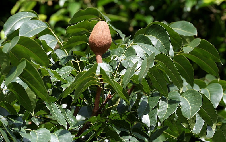 100 Semillas de Swietenia macrophylla, Semillas de Caoba de Hoja Grande ...