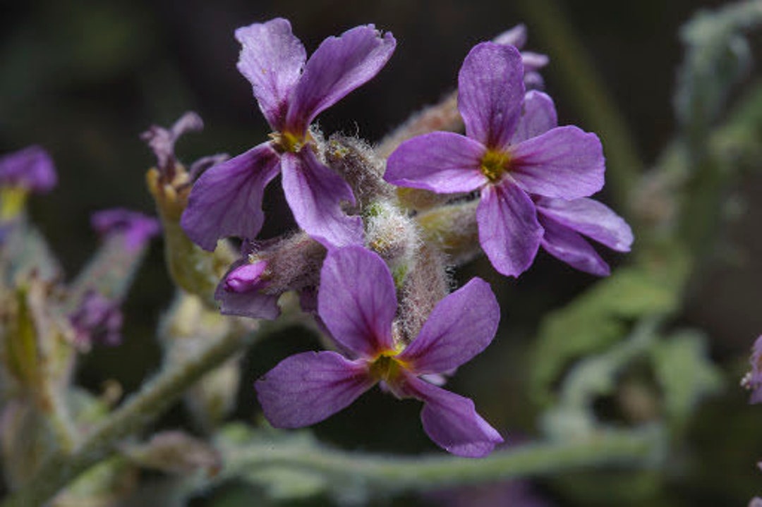 20 Khozama Plant Seeds Horwoodia Dicksoniae Seeds - Etsy Finland