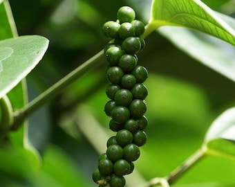 200 Black Pepper Seeds Piper Nigrum Seeds Fresh Seeds for | Etsy