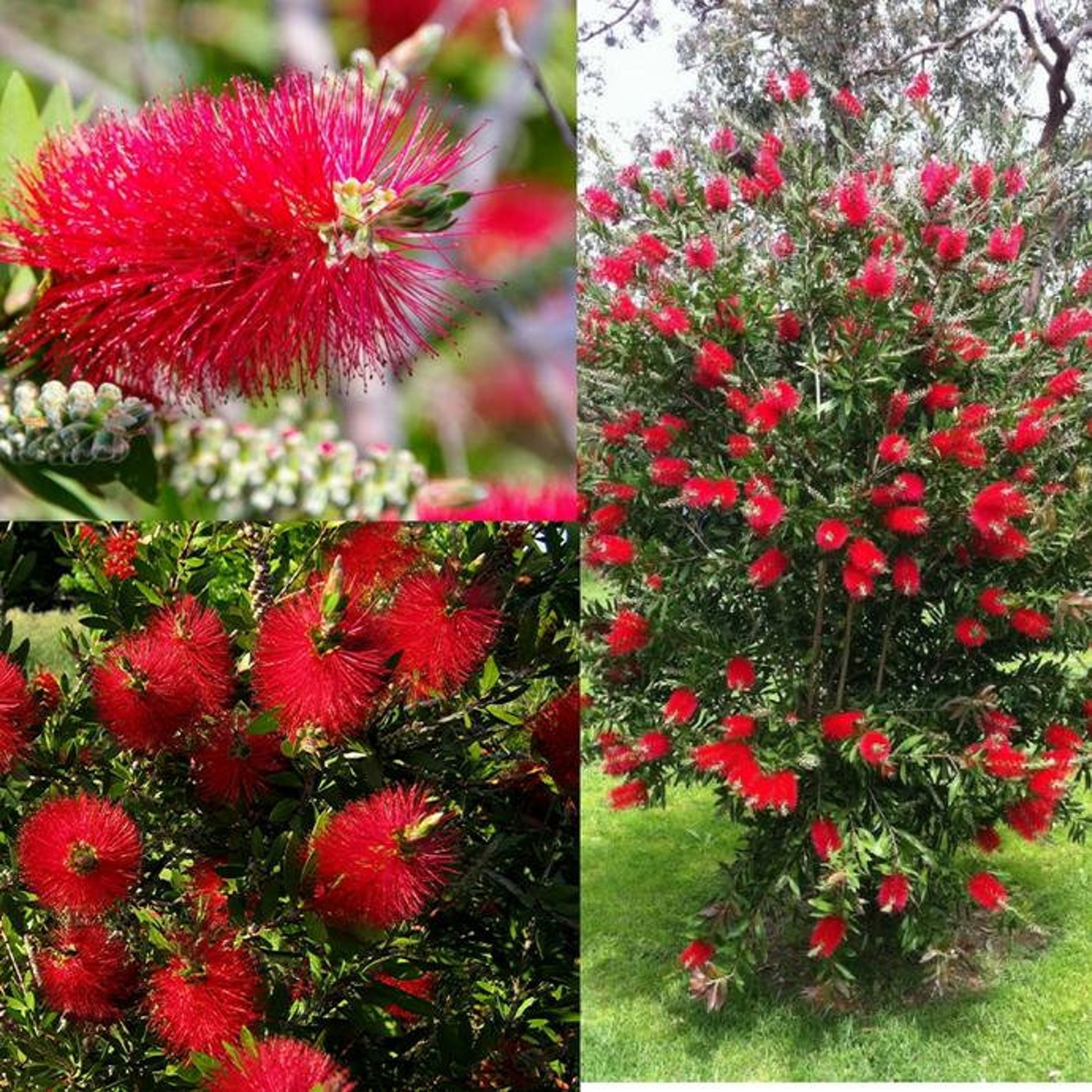 500 Callistemon citrinus Seeds Crimson Bottle brush Seeds | Etsy