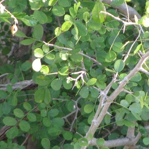 25 Dalbergia Melanoxylon Seeds, African Blackwood Seeds , Grenadilla ...