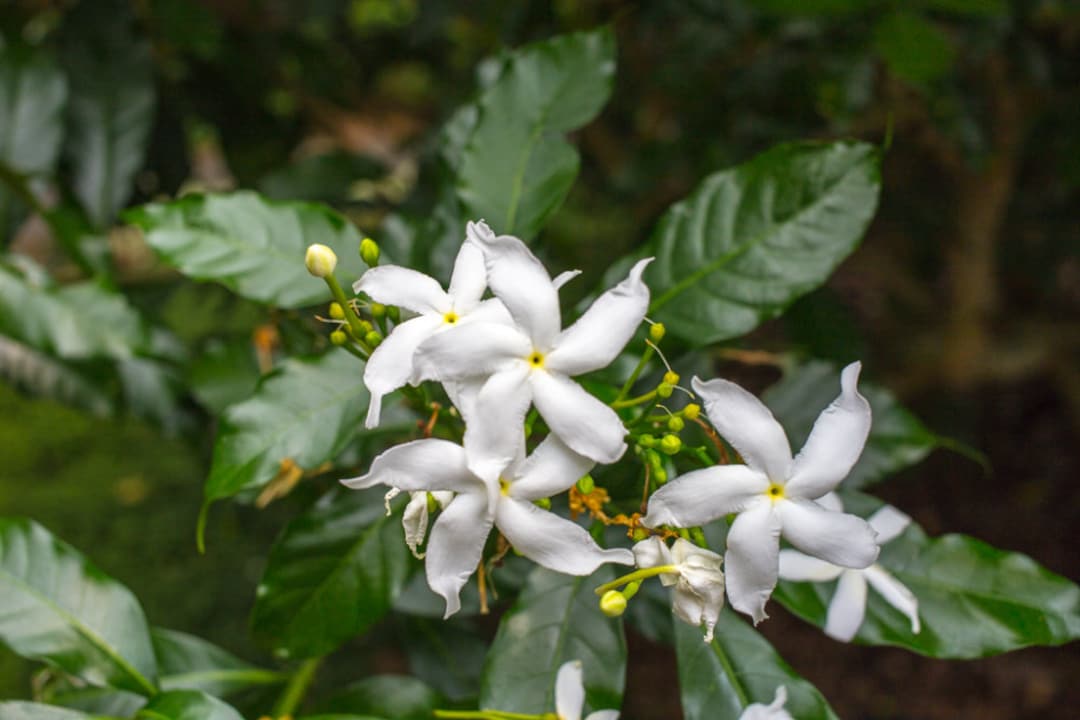 200 Tabernaemontana Divaricata Seeds , Pinwheel Flower, Crape Jasmine ...