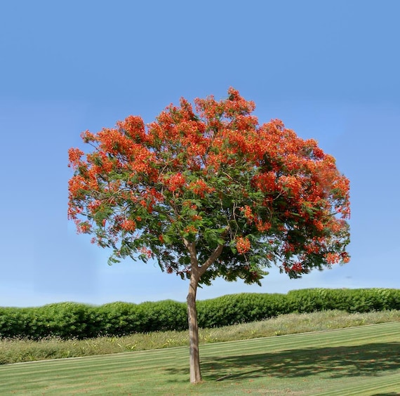 100 Delonix regia Seeds Flame Tree Royal Poinciana | Etsy
