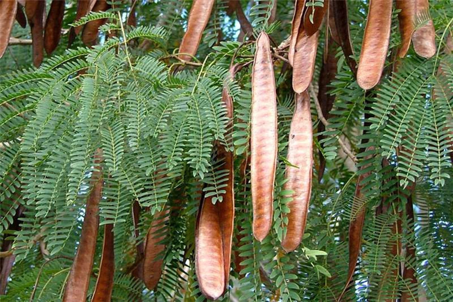 200 LEUCAENA leucocephala Seeds Lead Tree Seeds Miracle Tree | Etsy