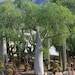 5 Moringa Drouhardii Seeds . Bottle Tree Seeds , Stone Size Seeds - Etsy