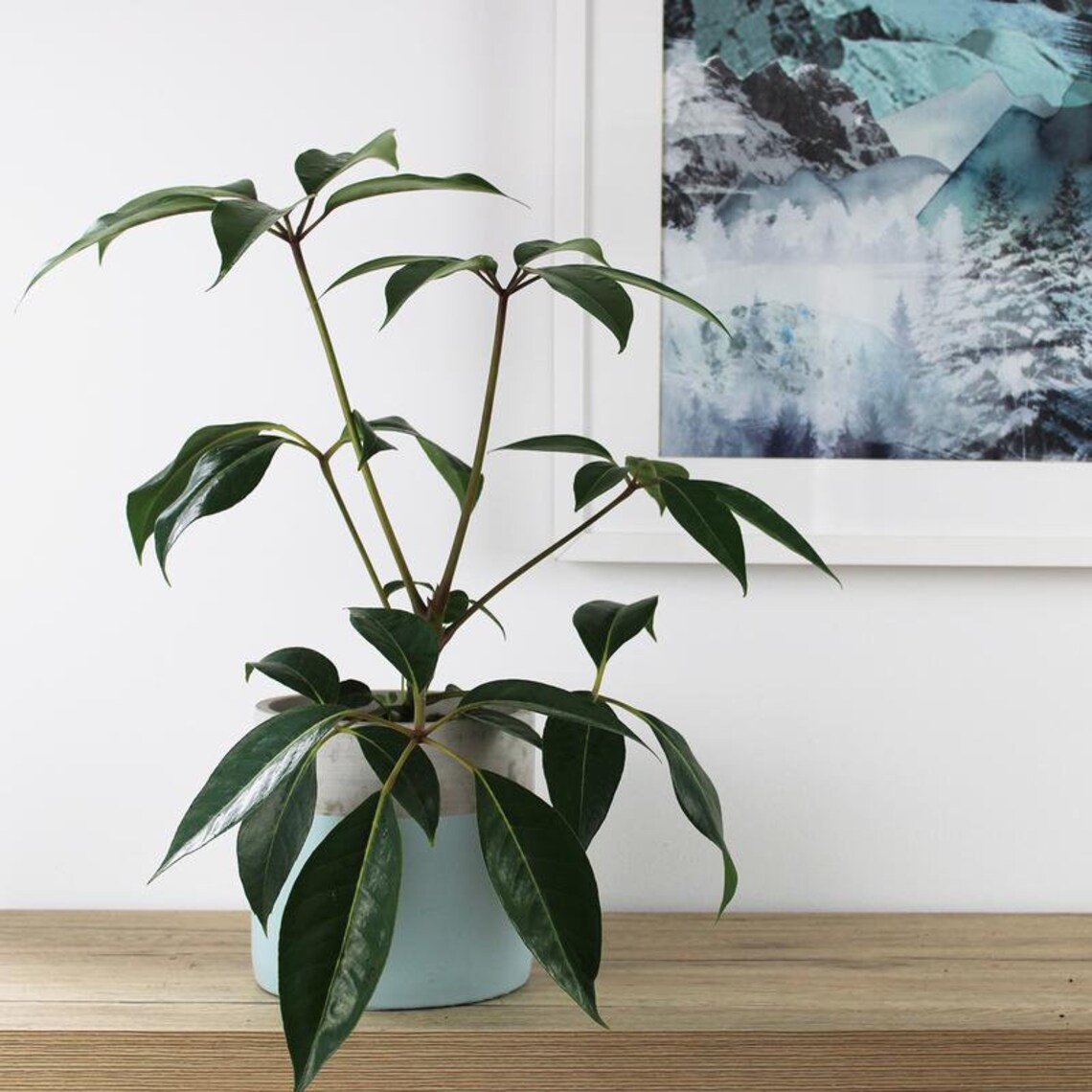 50 Tupidanthus calyptratus Seeds Schefflera pueckleri | Etsy