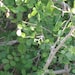 25 African Blackwood Tree Seeds, Dalbergia Melanoxylon - Etsy Canada
