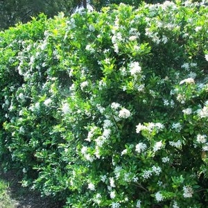 50 Murraya Exotica Seeds , Murraya Paniculata Seeds , Orange Jasmine ...