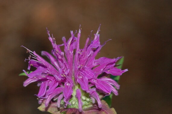15 Monarda Didyma Seeds Blue Beebalm Oswego Tea Monarda | Etsy