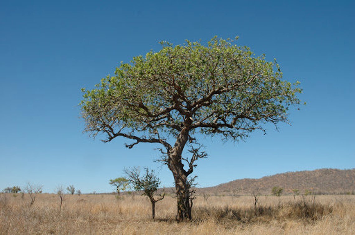 10 Marula Tree Seeds Sclerocarya Birrea Tree Seeds African - Etsy