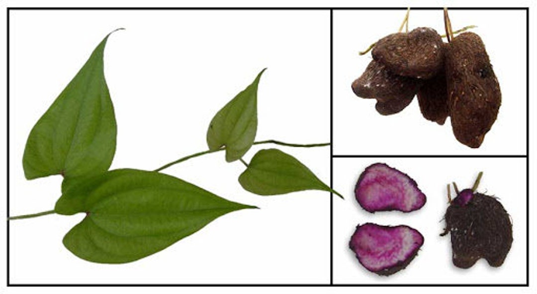 100 Purple Yam Seeds, Greater Yam Seeds, Yam Plant Seeds, Dioscorea ...