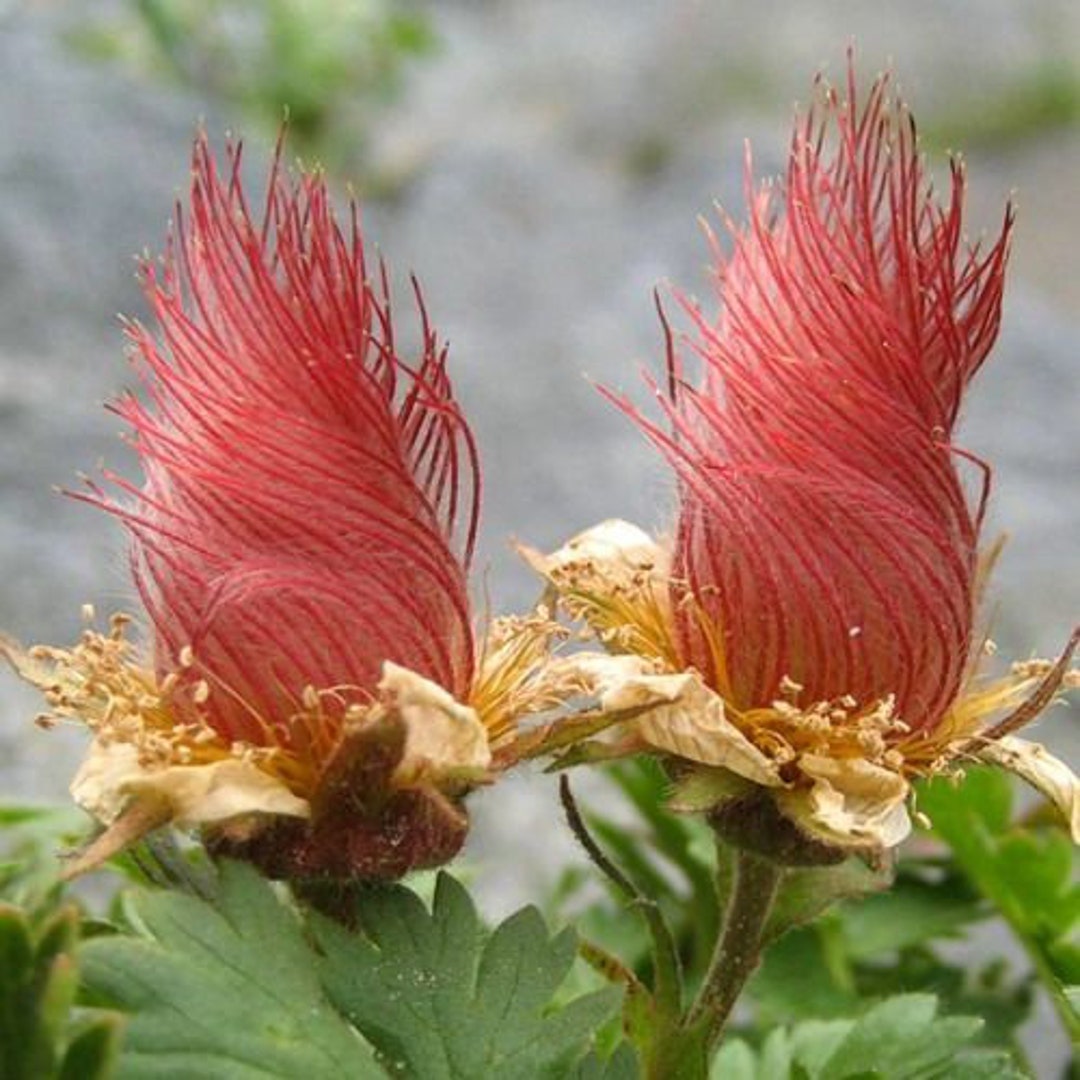 5 Geum Reptans Seeds,creeping Avens Plant Seeds - Etsy Canada