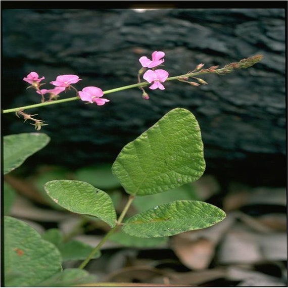 Desmodium Gangeticum