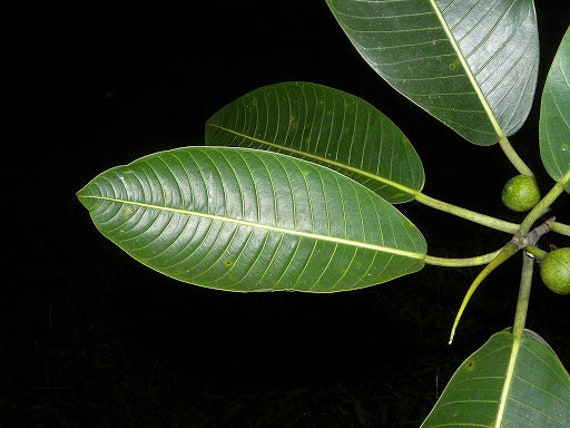 Seeds & Seed Bombs Bibosi Seeds Wild fig Tree Seeds 200 Ficus insipida ...