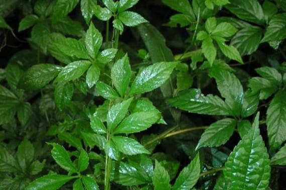 100 Gynostemma Pentaphyllum Seeds jiaogulan Seeds Miracle - Etsy India