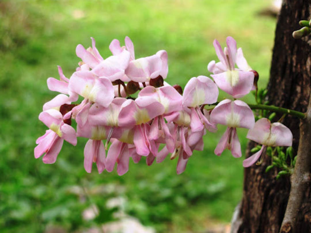 200 Gliricidia Sepium Seeds, Madre De Cacao Seeds, Mexican Lilac ...