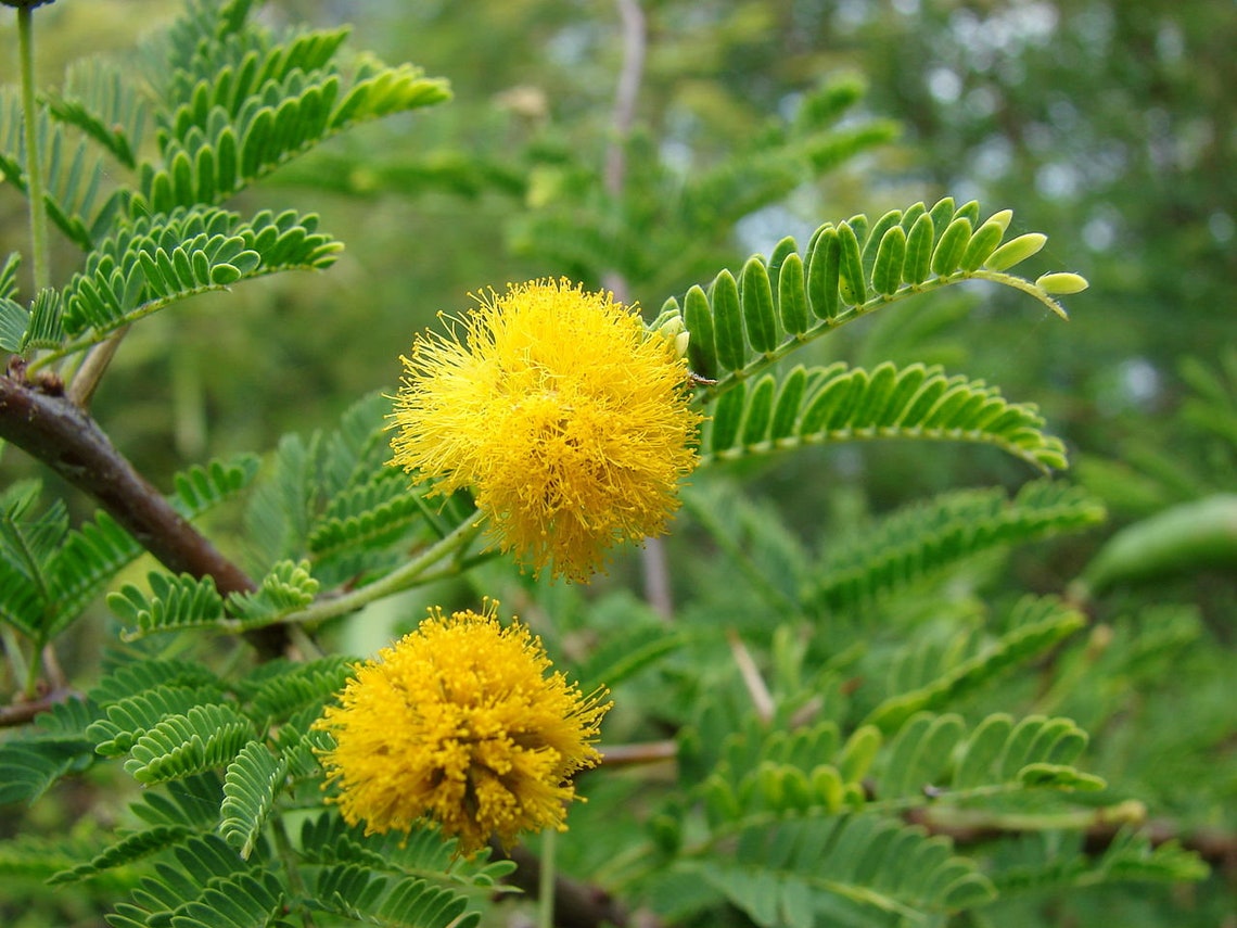 100 semillas de acacia dulce, Vachellia Farnesiana - Etsy España