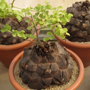 20 Turtle Shell Seeds, Caudex Plants Seeds, Hottentot Bread Plant Seeds ...