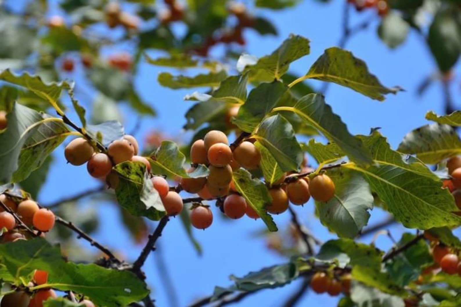 50 Diospyros Lotus Seeds the Date Plum Seeds - Etsy Australia