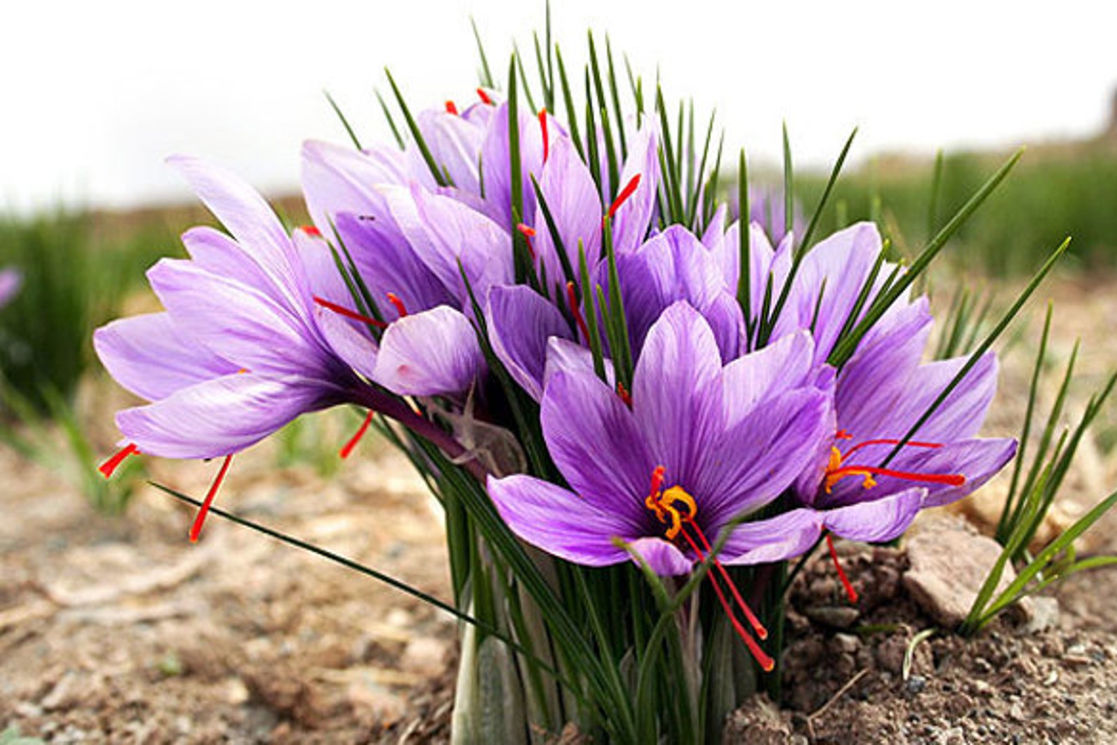 15 Crocus Sativus Bulbs Saffron Bulbs Saffron Crocus Bulbs Etsy