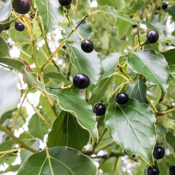 100 Cinnamomum Camphora Tree Seeds Camphor Laurel Camphor | Etsy Canada