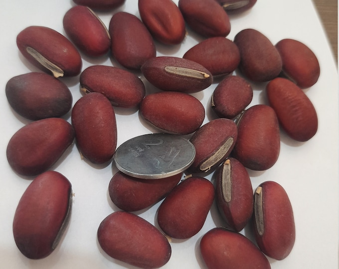 5 Musa Ensete Red Banana Seeds , Abyssinian Banana, Ethiopian Banana ...