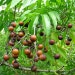 50 Sapindus Mukorossi Seeds , Soapnut Tree Seeds , Soap Nut, Soapberry ...