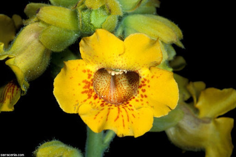 10 Ibicella lutea Seeds Martynia lutea Proboscidea lutea | Etsy