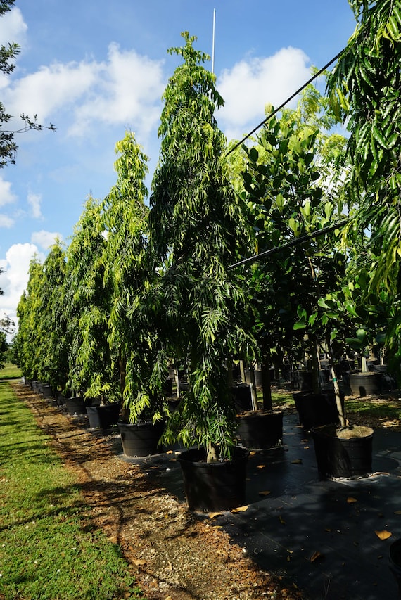 Single Ashoka Tree