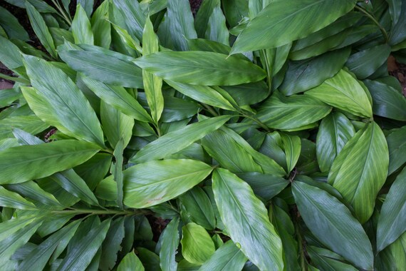 Elettaria Cardamomum Seeds