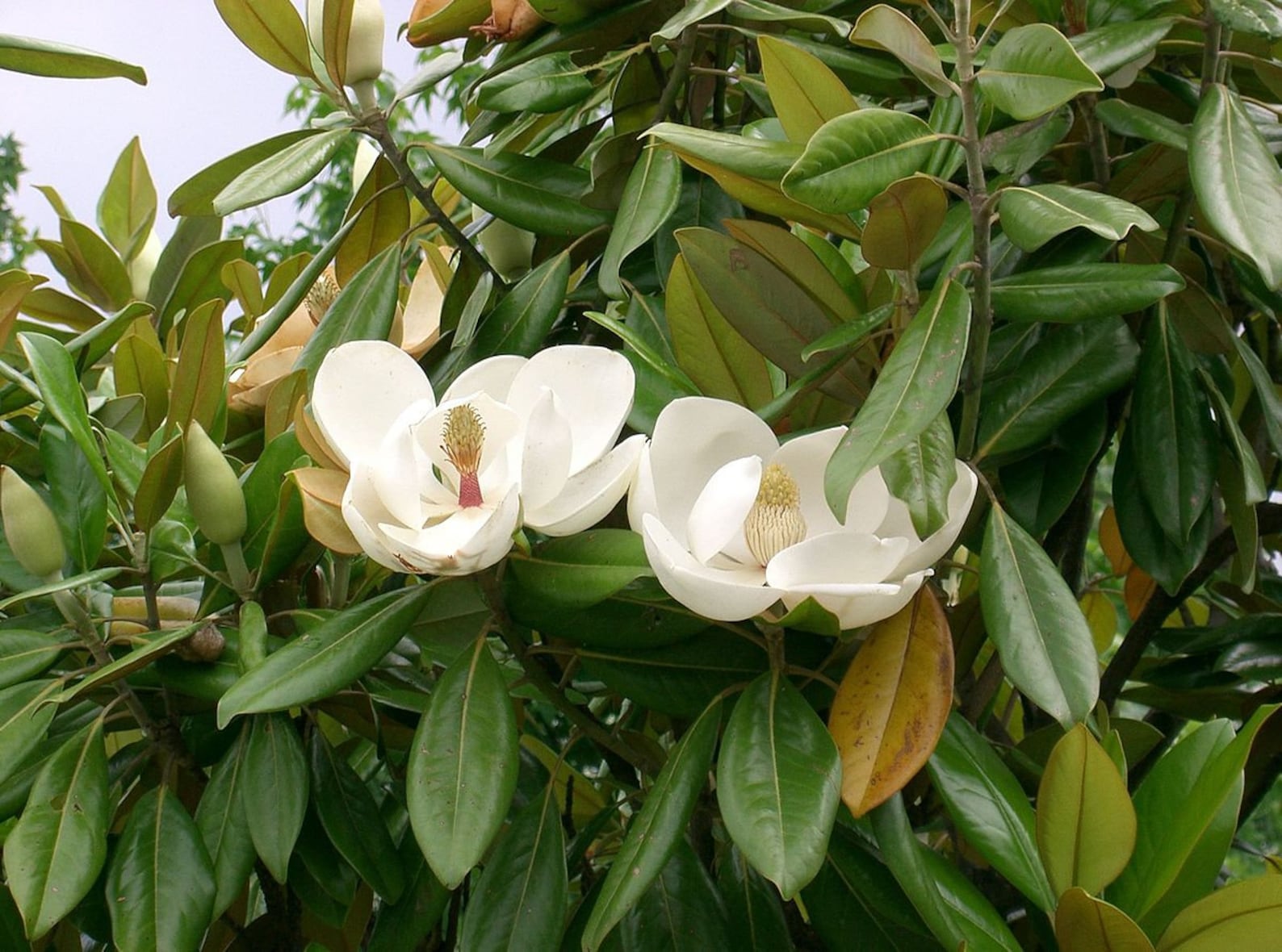 100 Magnolia Grandiflora Seeds Southern Magnolia Seeds Bull - Etsy ...