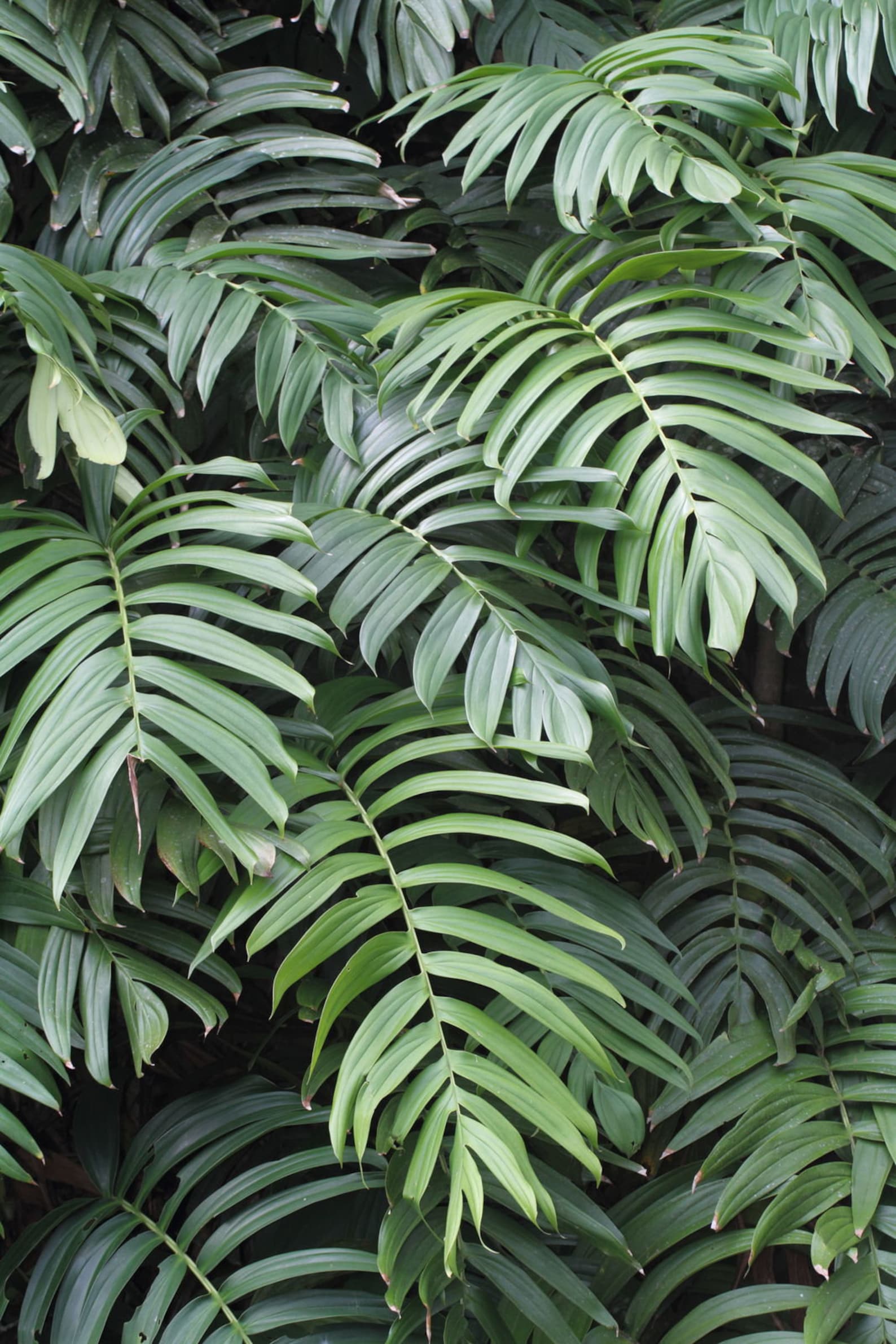 50 Rhaphidophora Decursiva Seeds Creeping Philodendron Seeds - Etsy ...