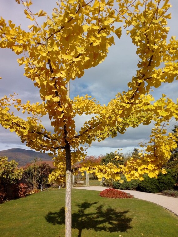 Ginkgo Tree Art