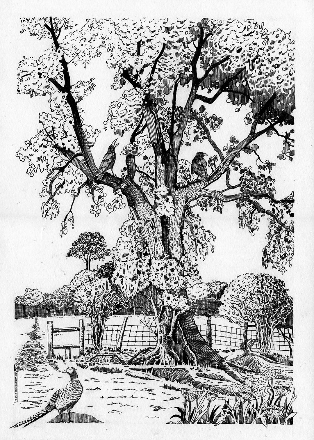 The Ash Tree Hand Drawn Art Print - Home Decor Art Print - Wall Art ...