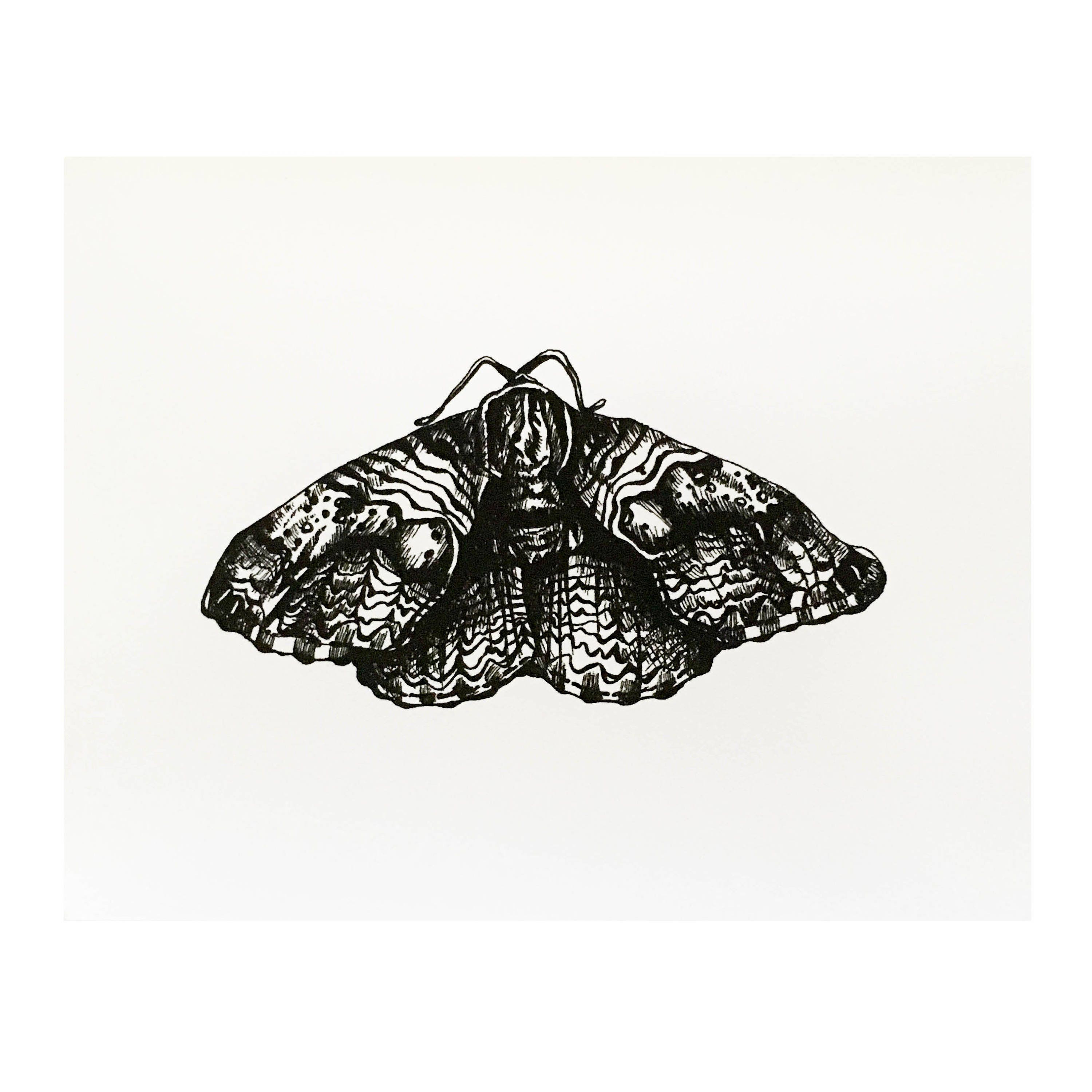 Moth Pen Illustration Butterfly Pen and Ink Insect - Etsy UK