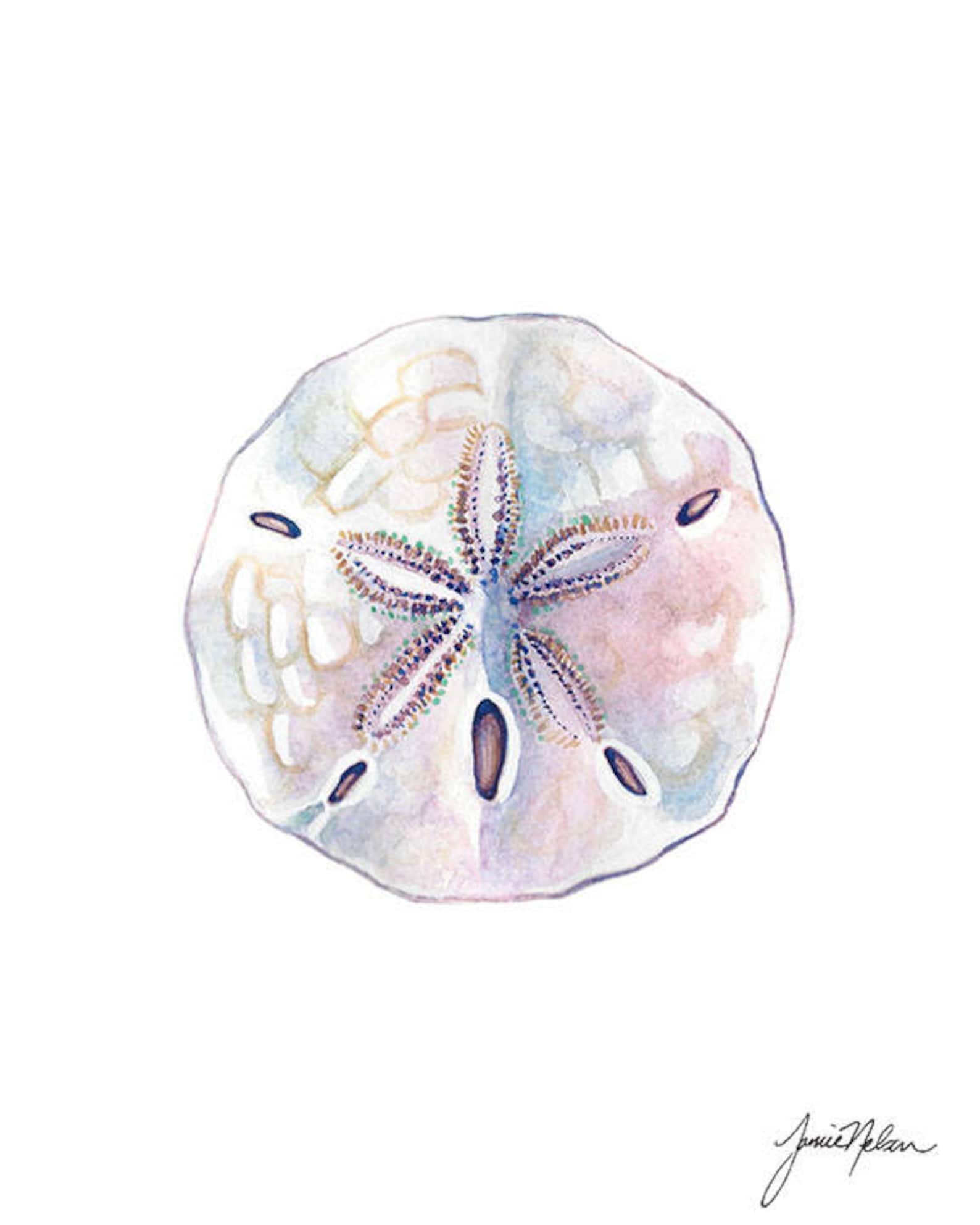 Sand Dollar Watercolor - Ocean - Beach Painting - Seashells - Beach Fun ...