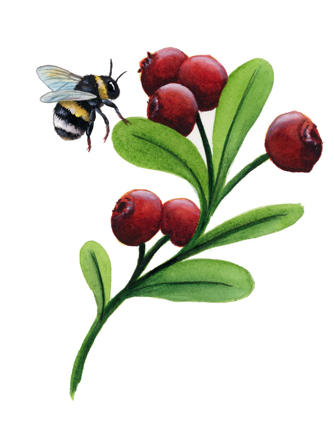 Bumble Bee and Cranberries Archival Quality Print - Etsy