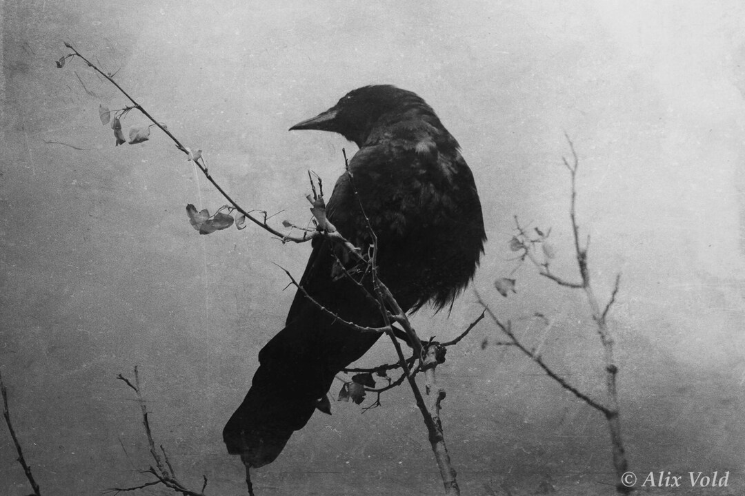 Crow Vision - Etsy
