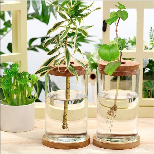 Hydroponics Glass Vase - Etsy
