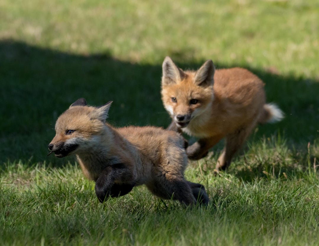 Fox Kit Siblings on the Chase - Matted Photo Print - Etsy