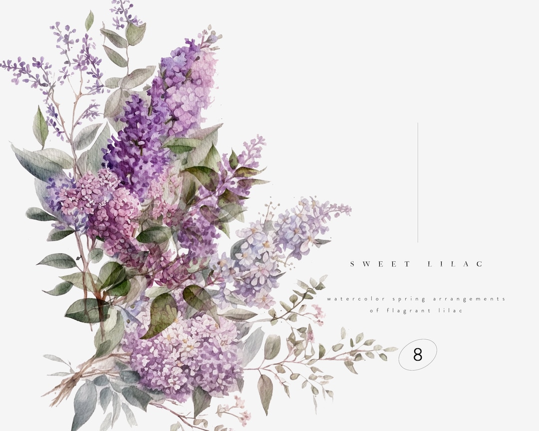 Watercolor Lilac Clipart - Watercolor Lilac - Lilac Bouquets - Lilac ...