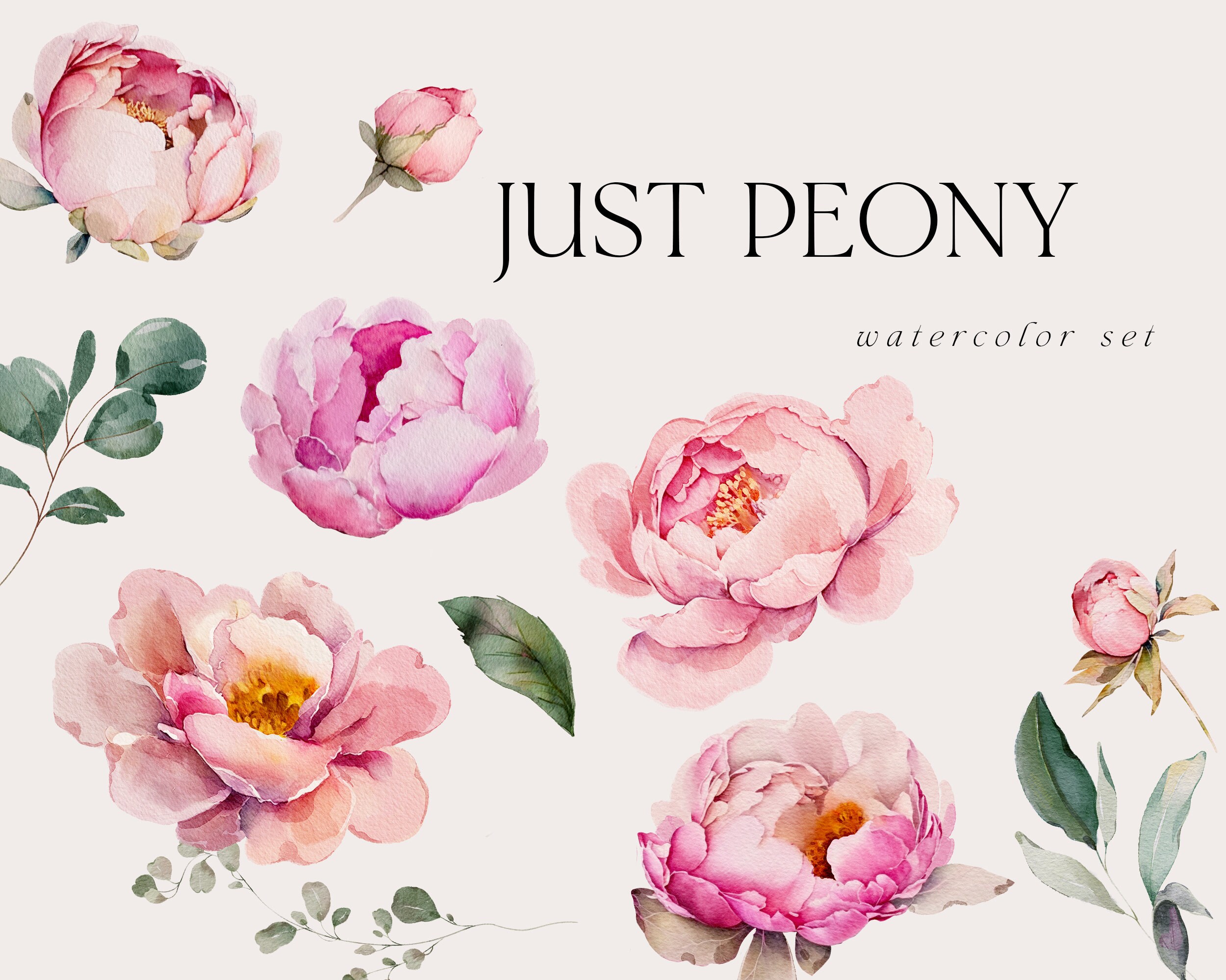 Peony Watercolor Clipart - Peony Floral Clipart - Peony Clipart ...
