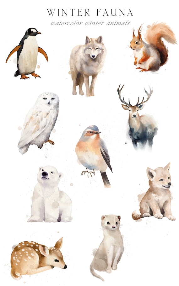 Ilustraciones De Animales De Invierno Conjunto De Animales De Bosque
