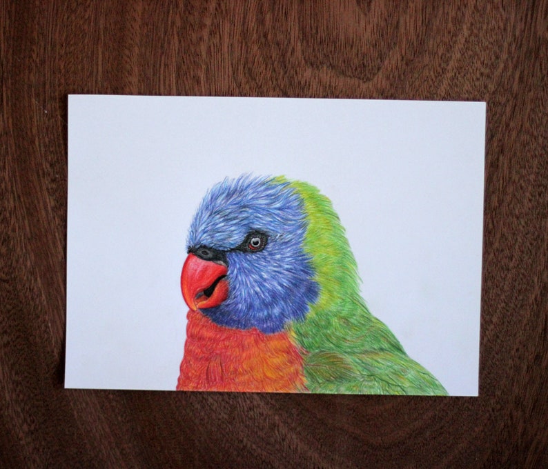 Original Rainbow Lorikeet Drawing: Coloured Pencil Realism / Bird Art ...
