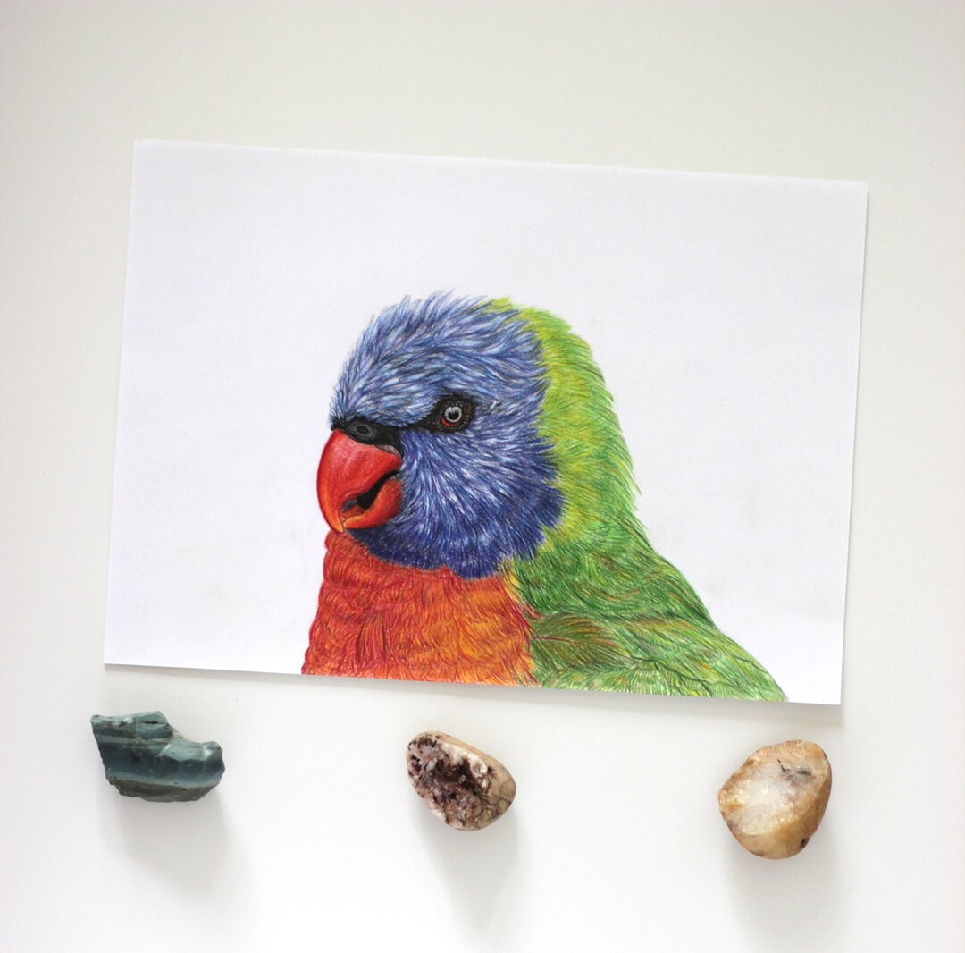Original Rainbow Lorikeet Drawing: Coloured Pencil Realism / Bird Art ...