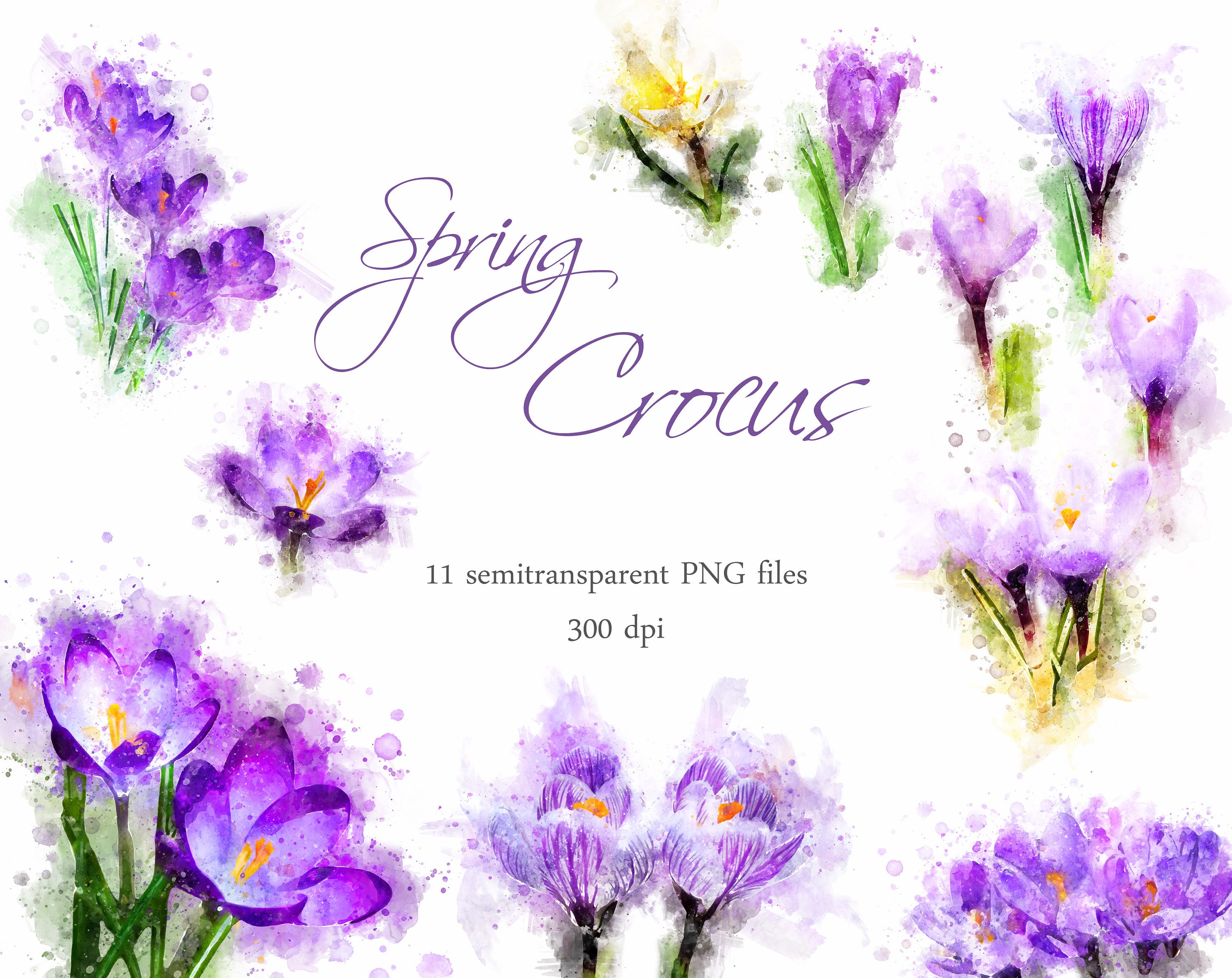 Crocus Floral Clipart Spring Watercolor Clipart Flower Clip - Etsy