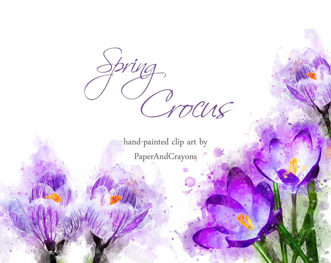 Crocus Floral Clipart Spring Watercolor Clipart Flower Clip - Etsy